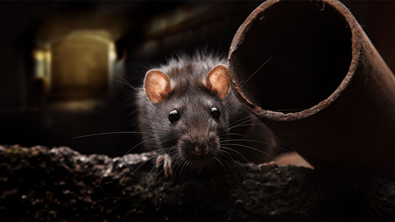 Monitoring Rodents Activity - Sigfox 0G Technology